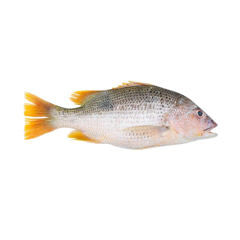 ShopFresh2U | 40 Years Seafood Wholesaler | Fresh Fish Daily | Your One ...
